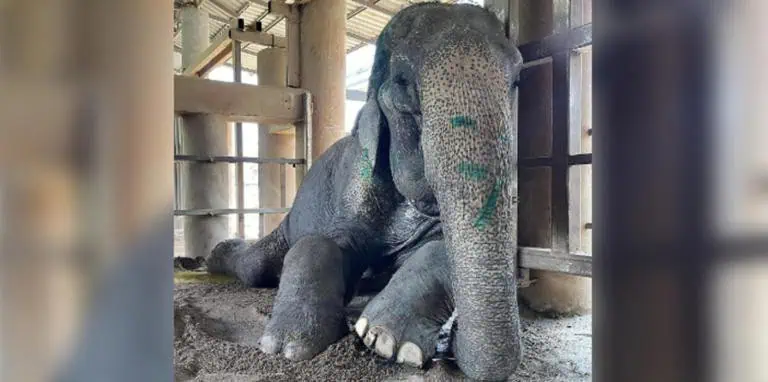 Journey to Freedom: An Elephant's Rediscovery of Life