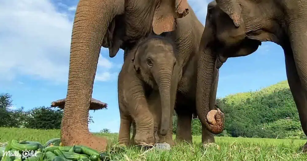 The Heartwarming Journey of Young Pyi Mai at Elephant Nature Park