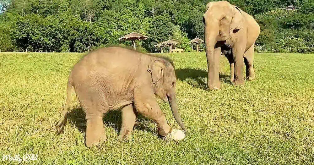 The Heartwarming Journey of Young Pyi Mai at Elephant Nature Park