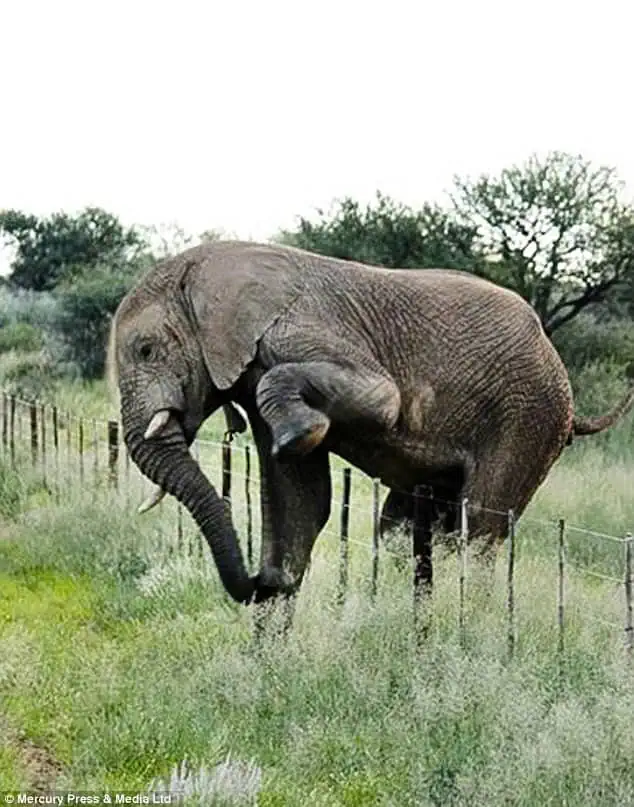 Elephants: Nature's Problem-Solvers in the Face of Human Barriers