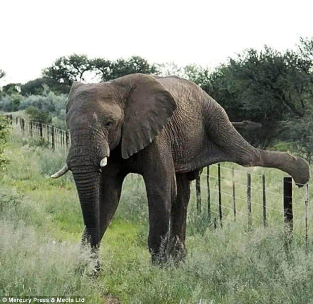Elephants: Nature's Problem-Solvers in the Face of Human Barriers