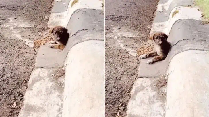 Heartwarming Rescue: Stray Puppy Finds Forever Home After Being Spotted ...
