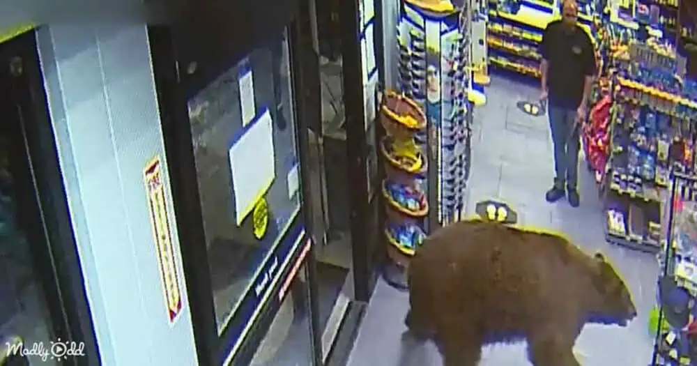 Video Bear Candy Bandit: 500-Pound Bruin Raids California Gas Station ...