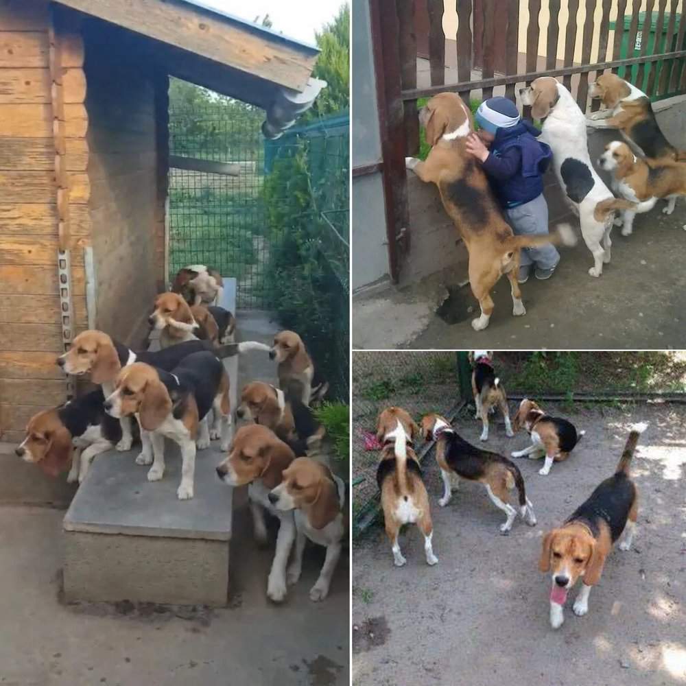 Adorable Daily Routine: 4 Years Old and His Puppies Eagerly Await ...