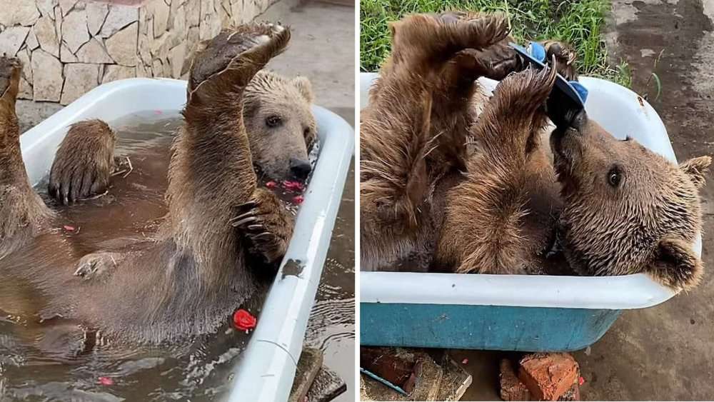 Balu the Bear Enjoys Relaxing Baths, Becoming a Social Media Sensation