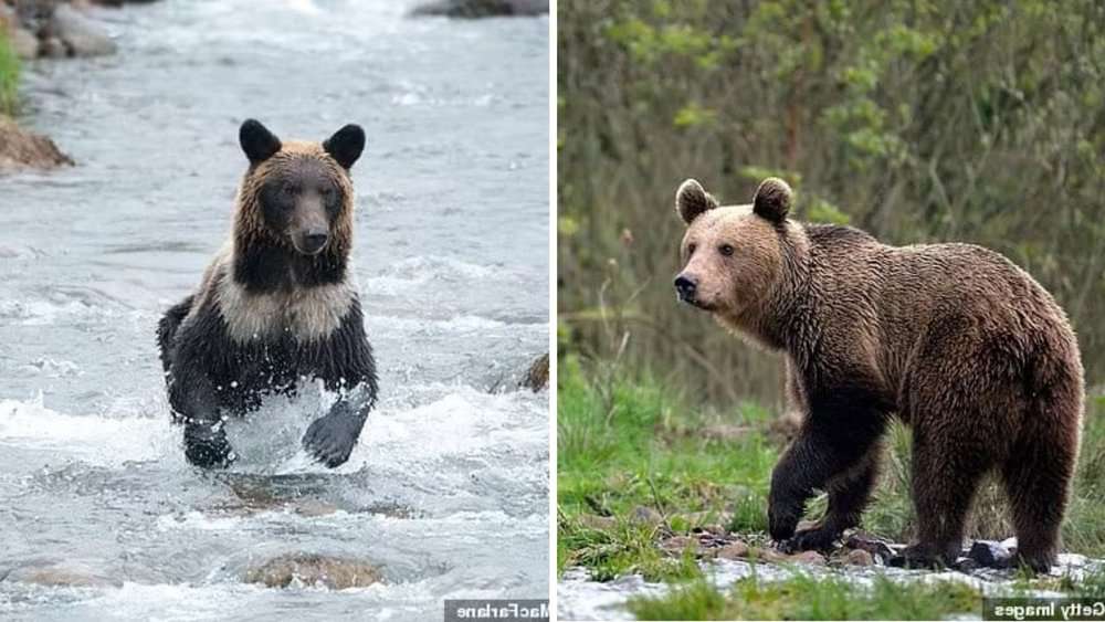 Beware: Japan's Bears Developing a Taste for Human Flesh