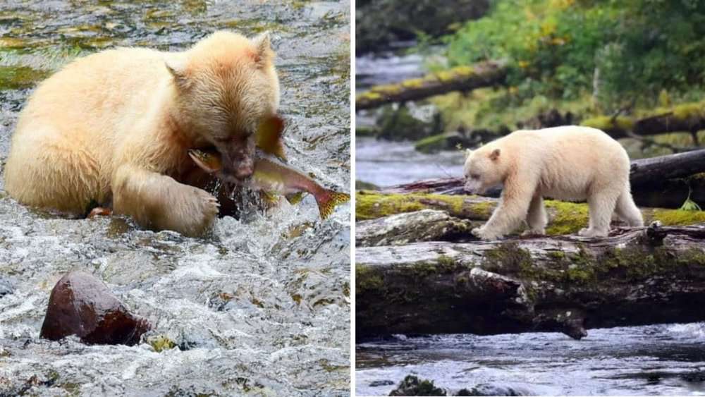 Captivating Encounter: Photographer Seizes Rare Moment with Elusive ...