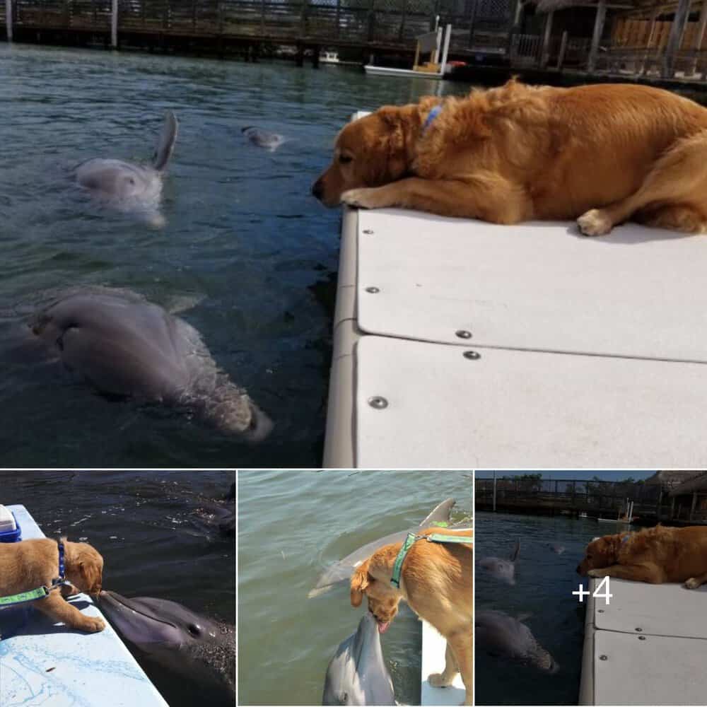Discover the Heartwarming Friendship Between a Dog and a Dolphin