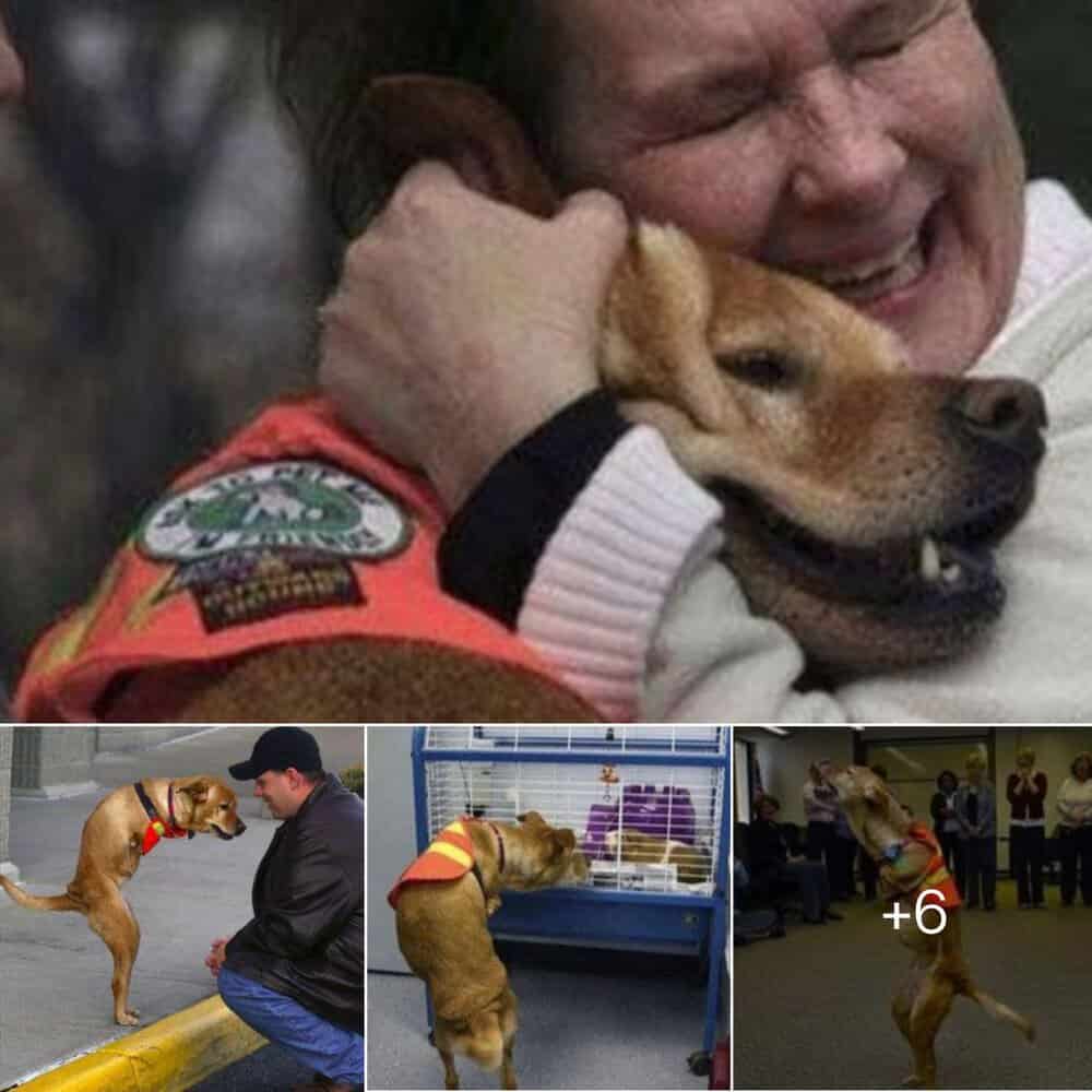 Faith: The Two Legged Dog Who Defied Odds and Inspired Millions