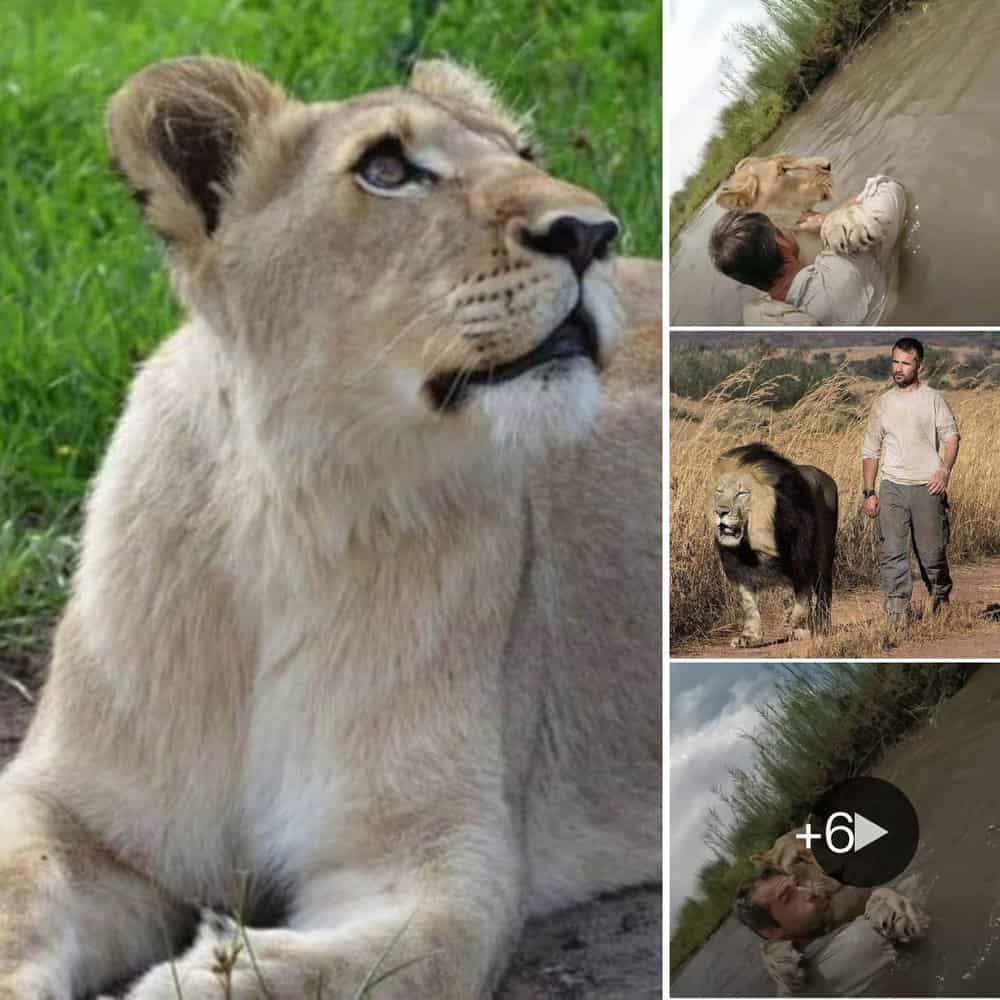 Heartwarming Bonds: The Deep Emotional Connection Between Lions and Humans