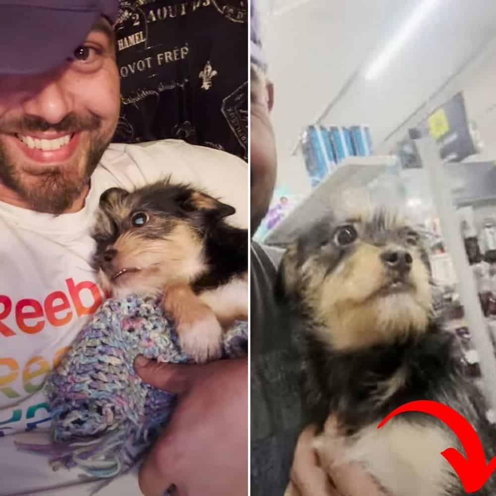 Heartwarming Rescue: Stray Pup Finds Forever Home After Joyful Store Encounter