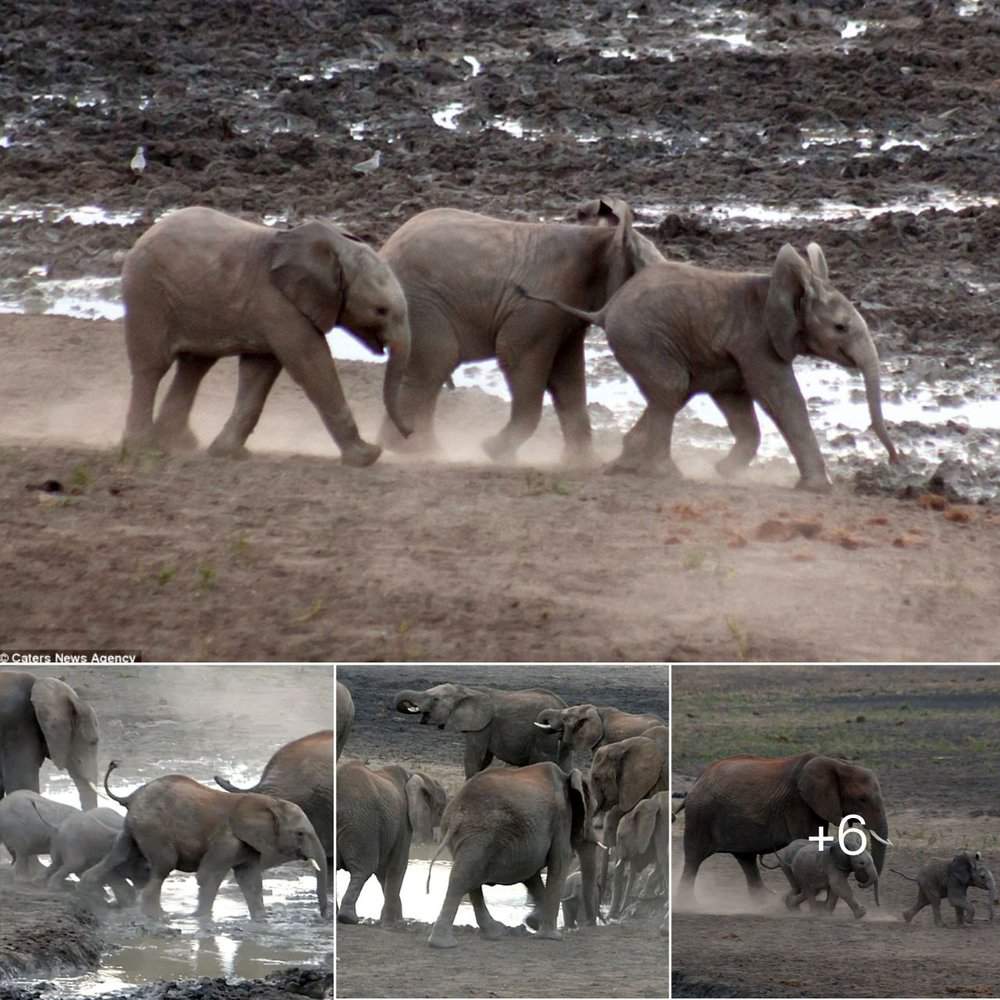Heartwarming Story of Baby Elephants Overcoming Obstacles in South ...