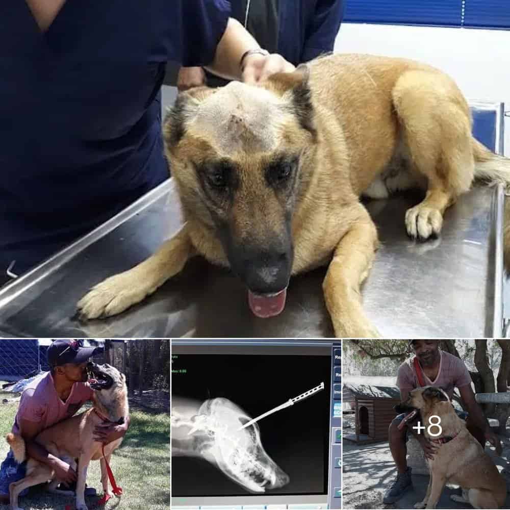 Heroic Dog Survives S tabbing While Protecting Owner