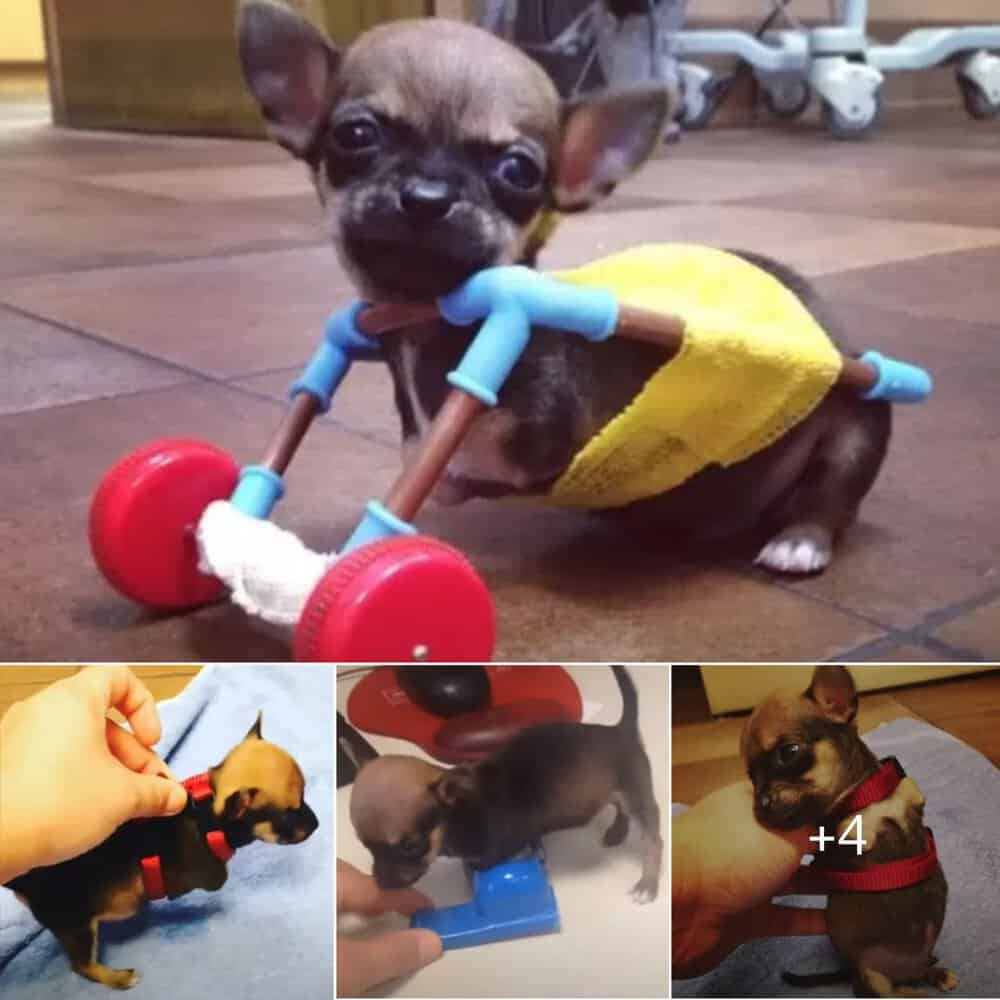 Inspiring Disabled Dog Overcomes Odds with Custom Wheelchair