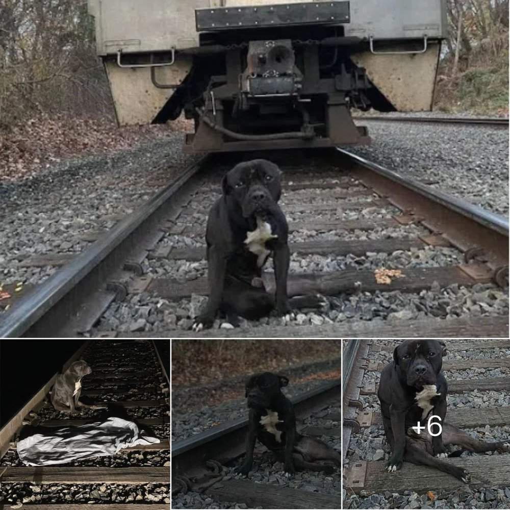 Lucky's Journey: From Abandoned to Resilient, a Tale of Hope