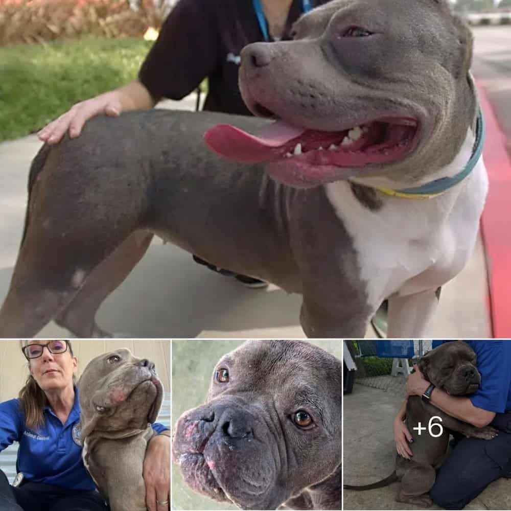 Max: The Rescue Dog Whose Heartfelt Hug Touched the World