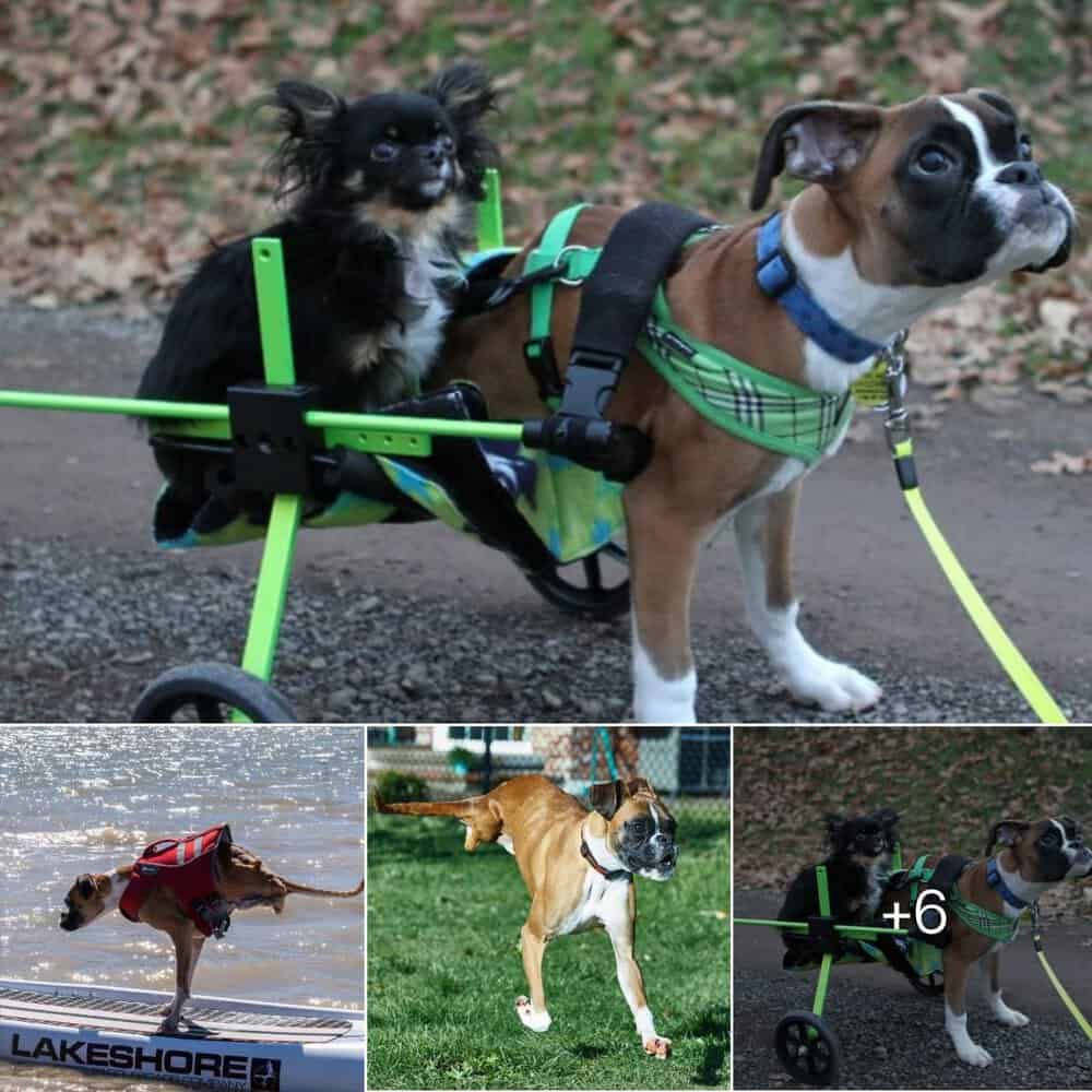 Meet Duncan: The Inspirational Two Legged Dog Captivating Millions