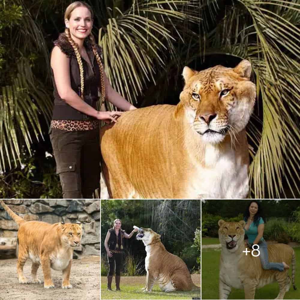 Meet the Mighty Liger: A Gentle Giant of the Animal Kingdom