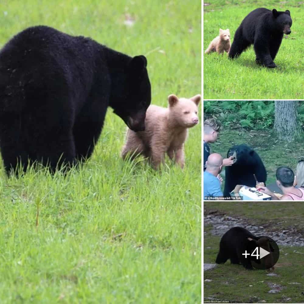 Rare Cream Colored Bear Cub Spotted with Black Bear Mother in British ...
