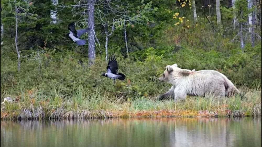 Rare White Bear Spotted Near Russian Border by Nature Photographer