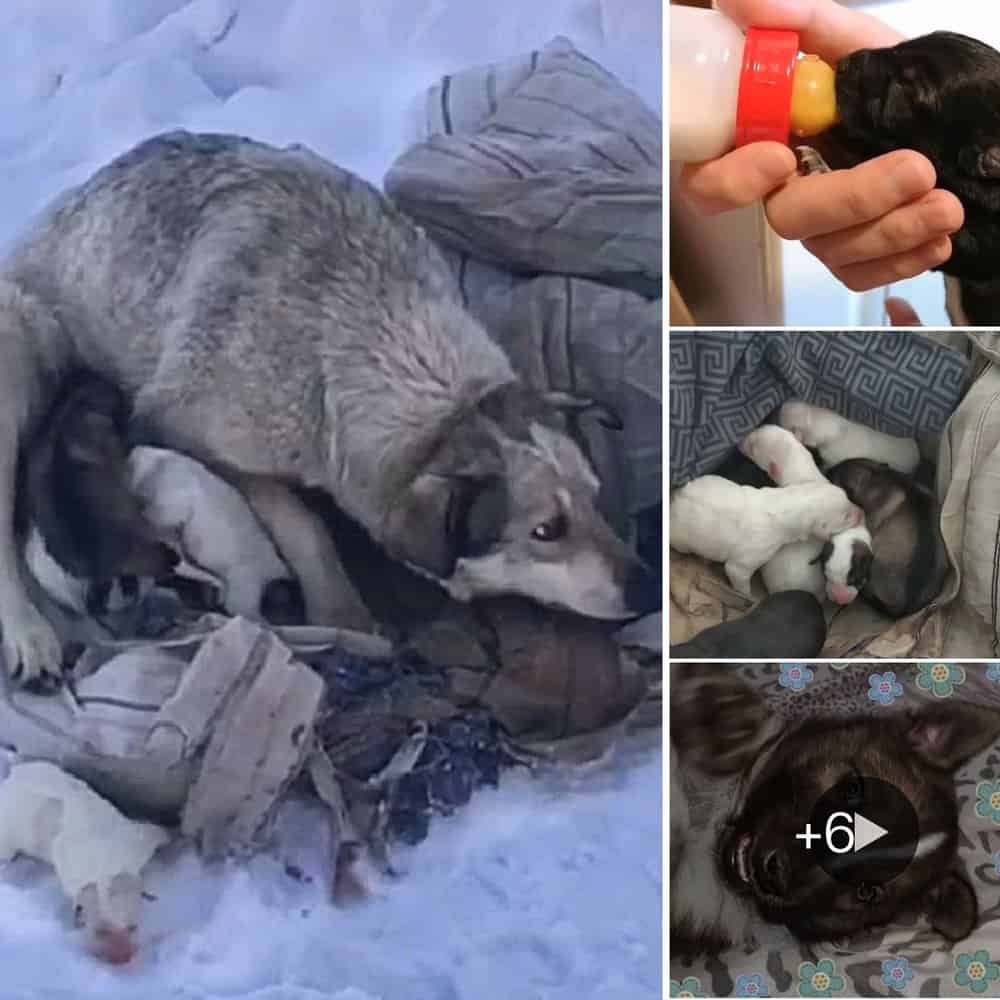 Rescuers Save Crying Mama Dog and Her 10 Newborn Puppies from Freezing Snow