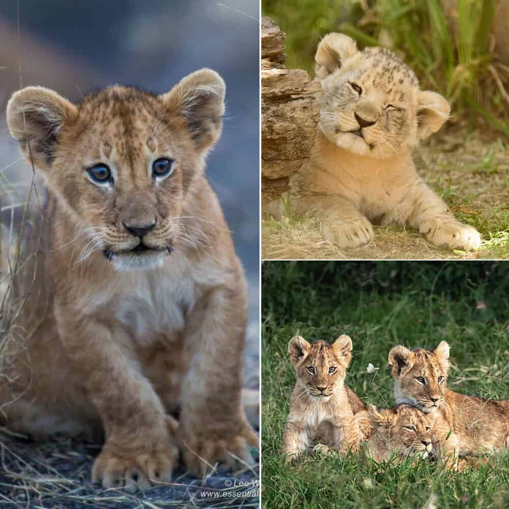 The Epic Journey of Lion Cubs: From Playful Cubs to Mighty Predators