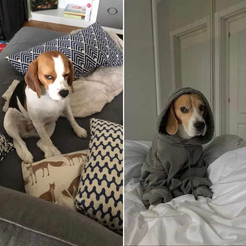 The Unspoken Yearning of a Lovelorn Beagle: A Heartfelt Tale of ...