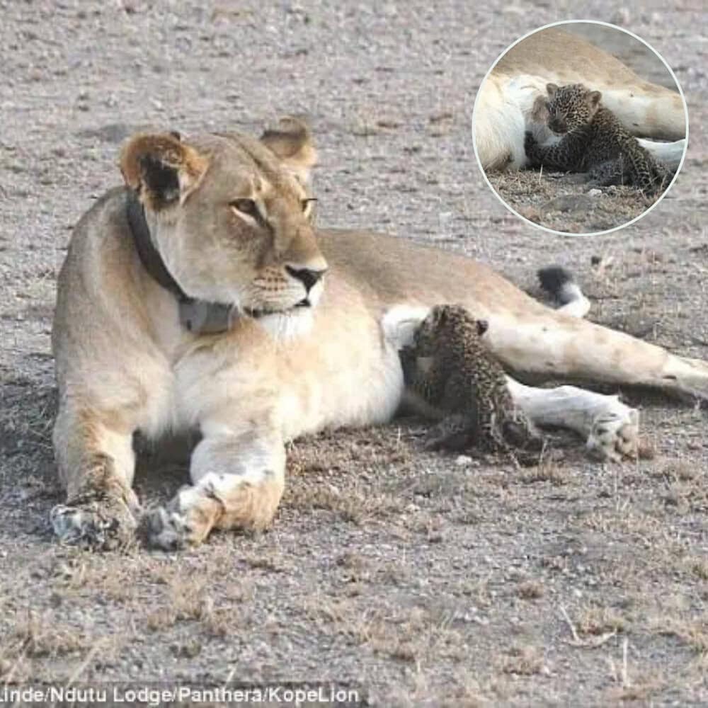[Video] Lioness Adopts Orphaned Leopard Cub in a Heartwarming Tale from ...