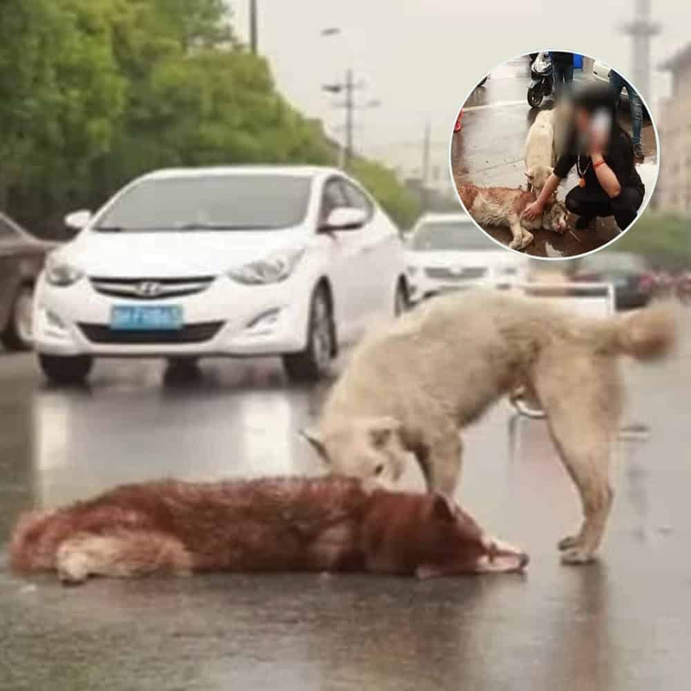 [Video] Loyal Dog's Heartbreaking Attempt to Revive Fallen Companion