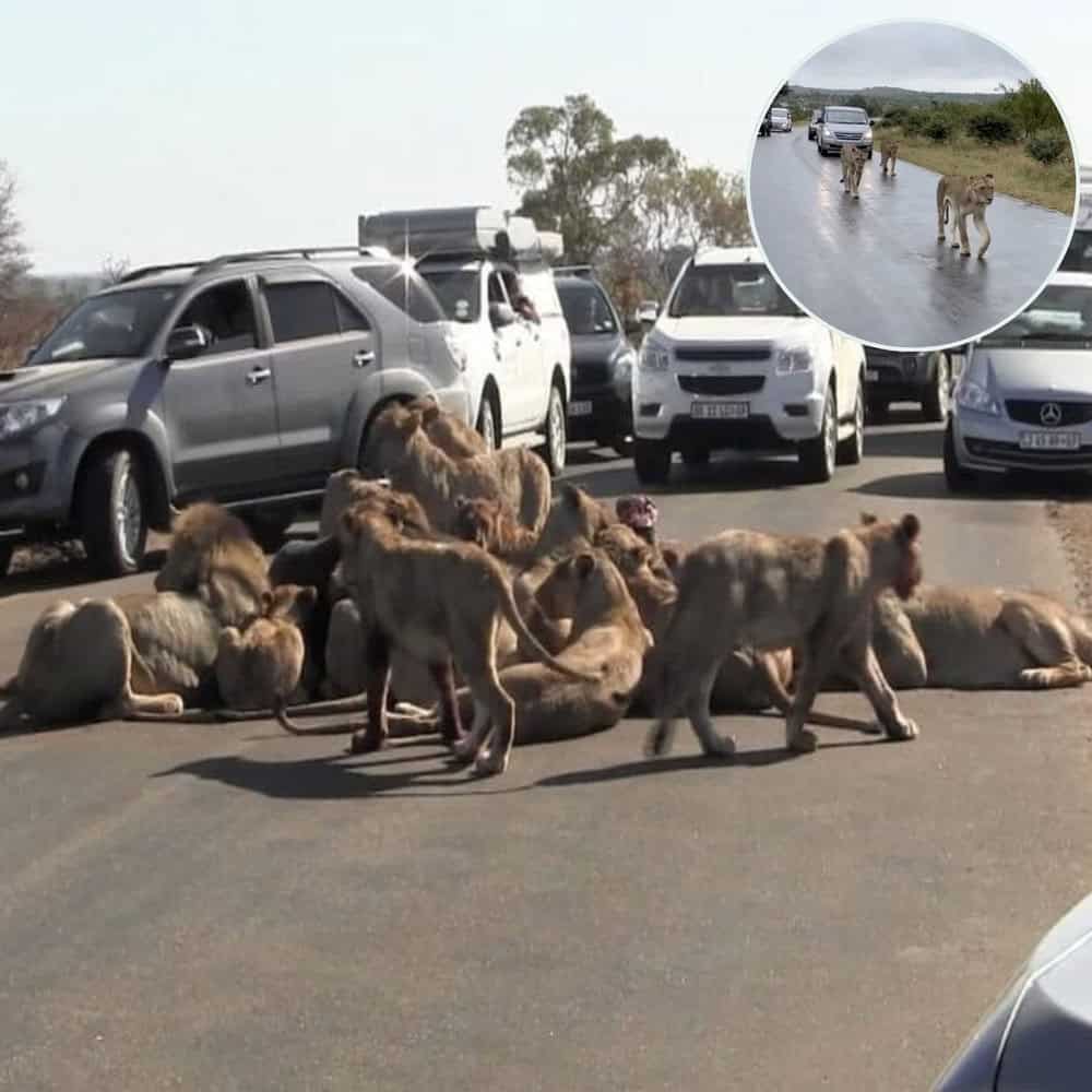 [Video] Pride of Lions Causes Traffic Jam in South Africa's Kruger ...