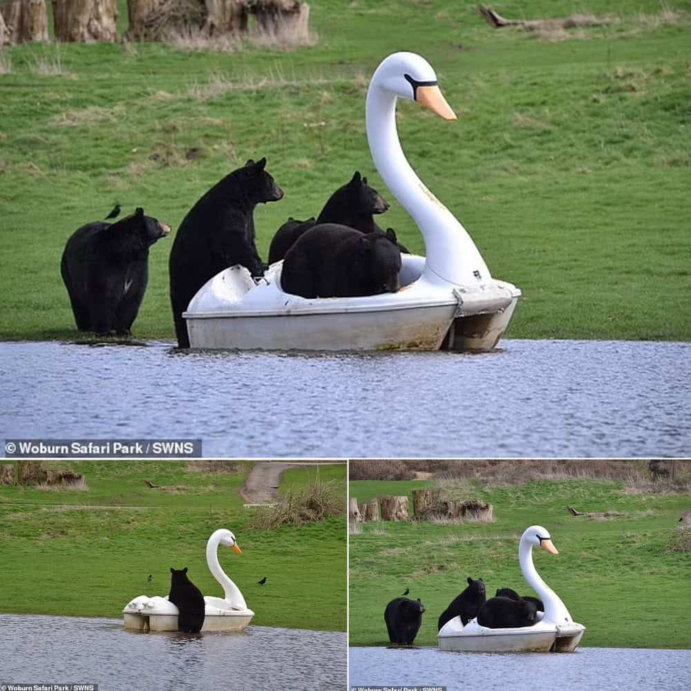 Watch These Bears Enjoy a Joyride on a Swan Pedalo at Woburn Safari ...