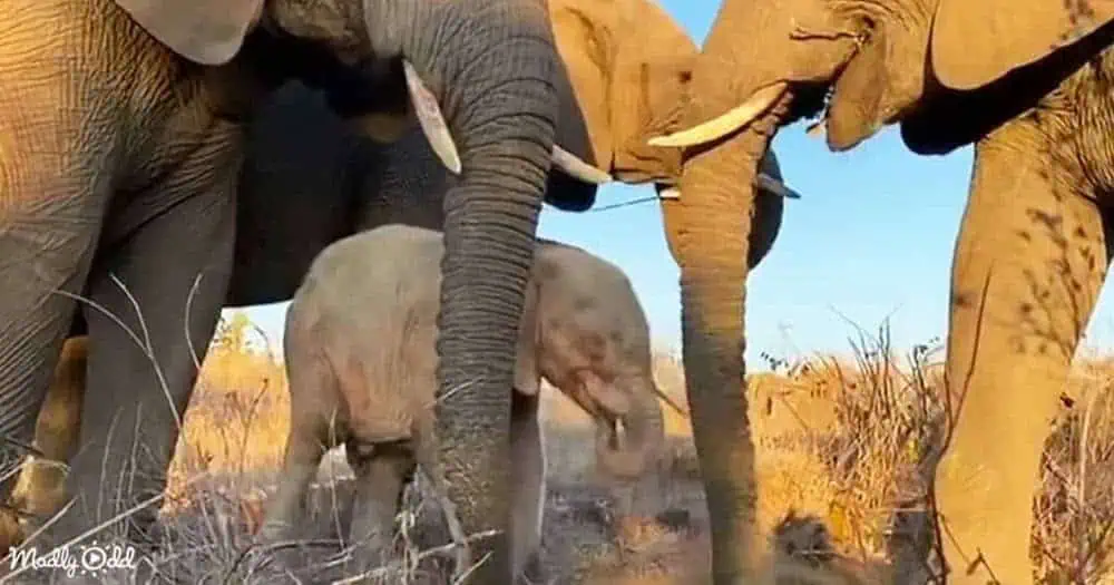 Elephants Unite to Rescue Stranded Calf in Heartwarming Display