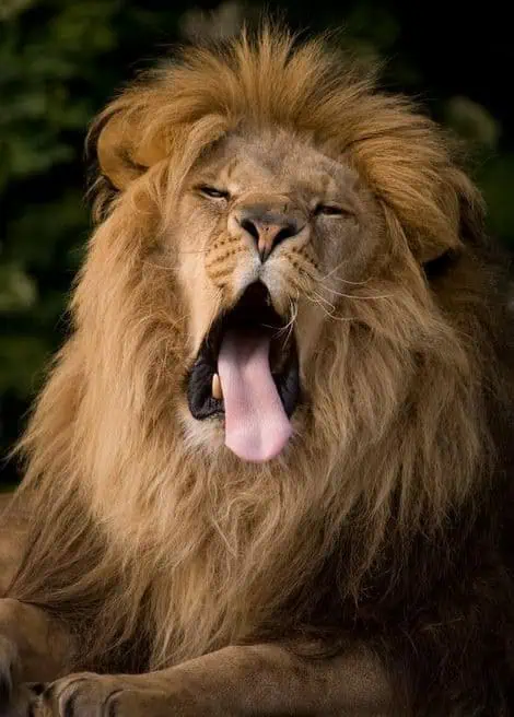 Captured Emotion: A Lion's Unforgettable Moment in the Savannah