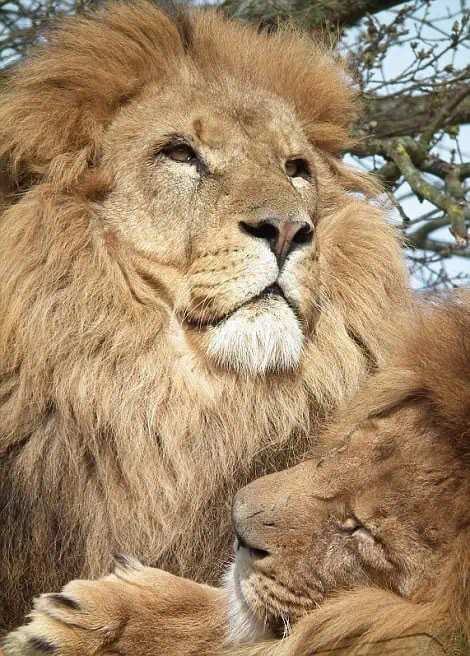 Captured Emotion: A Lion's Unforgettable Moment in the Savannah