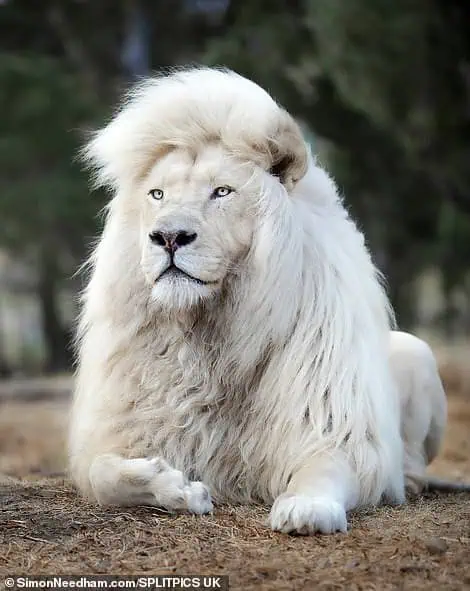 Discover Moya: The Captivating White Lion Inspiring Conservation Efforts