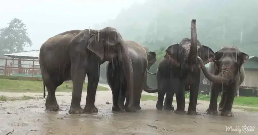The Elephant Orchestra: Nature's Symphony in the Rain