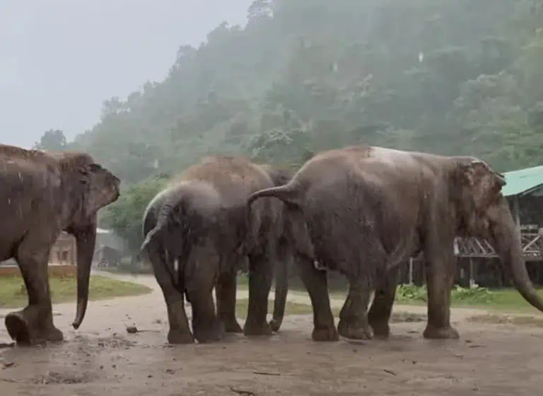 The Elephant Orchestra: Nature's Symphony in the Rain