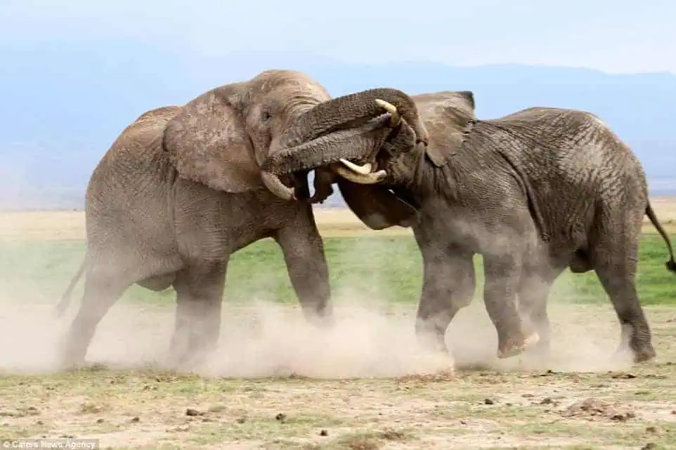Epic Showdown: Elephants Battle for Dominance in Amboseli National Park