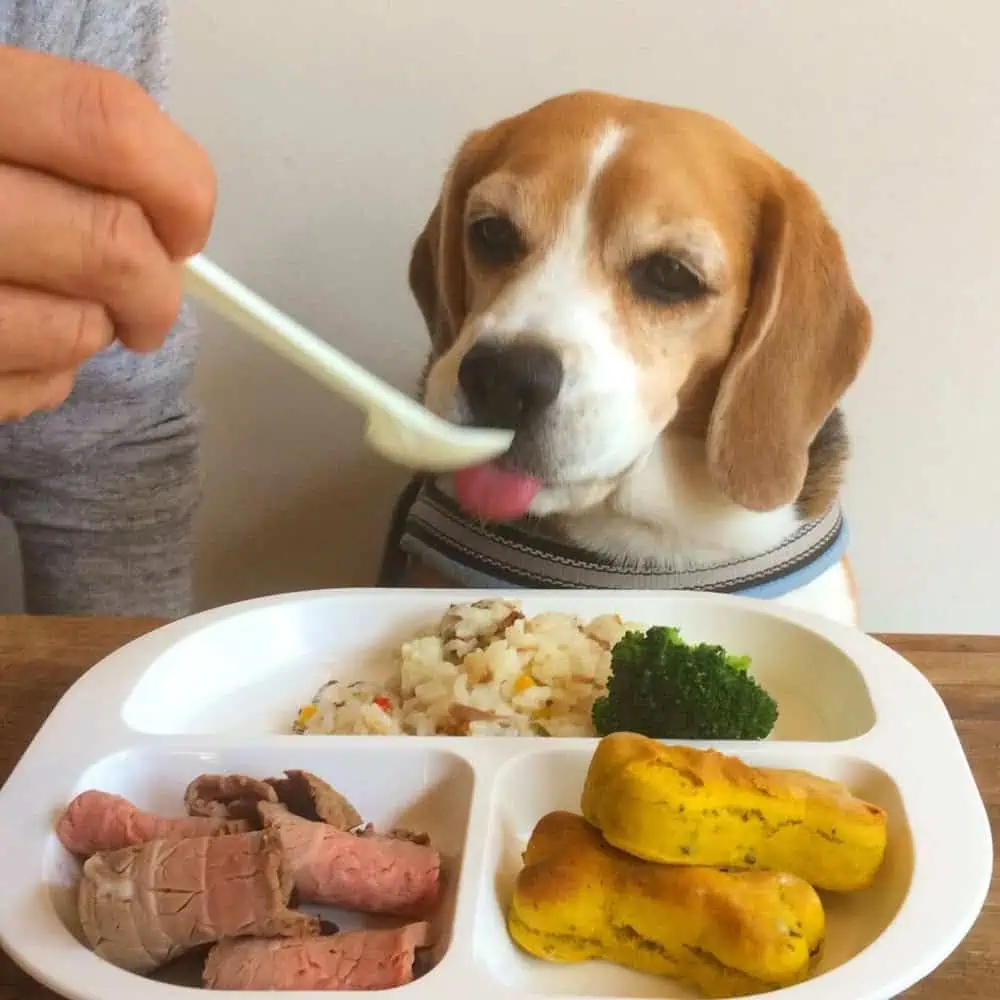 Adorable Beagle Enjoys Raw Foods: An Unexpected ASMR Delight (VIDEO)