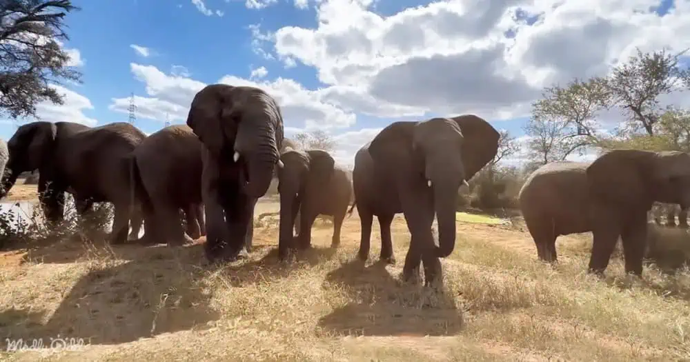 A Day in the Life of Khanyisa: The Playful Wonder of the Savannah