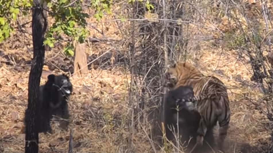 Mother Bear's Brave Stand Against Bengal Tiger to Protect Her Cubs
