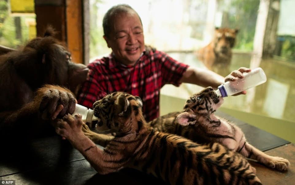 Discover the Adorable Bengal Tiger Cubs and Clever Orangutan Stealing ...
