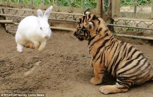 Clever Rabbit Outsmarts Tiger Cubs in Fun Zoo Chase