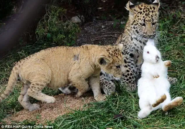 Clever Rabbit Outsmarts Tiger Cubs in Fun Zoo Chase