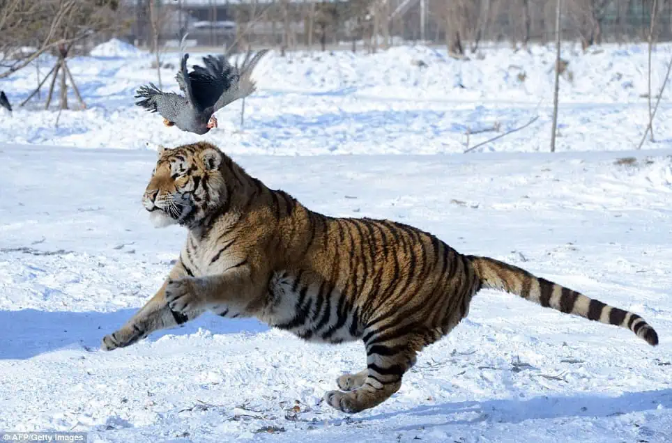 A Chicken's Unexpected Encounter with a Siberian Tiger