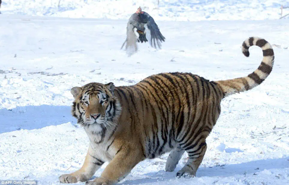 A Chicken's Unexpected Encounter with a Siberian Tiger