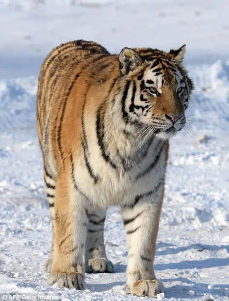 A Chicken's Unexpected Encounter with a Siberian Tiger