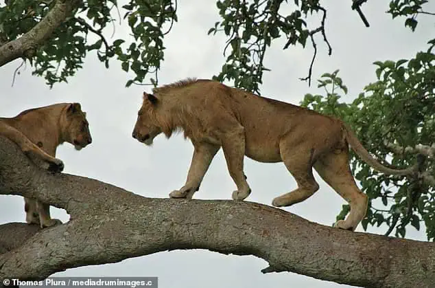 Lions in Trees: The Surprising Behavior of Nature's Kings