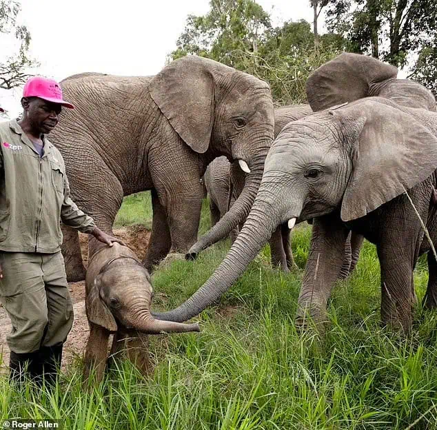 A Baby Elephant's Journey: Strength in Unity