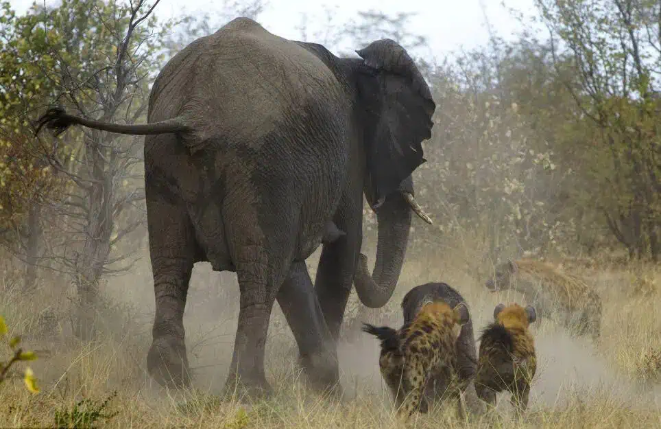 Courage in the Wild: An Elephant’s Fight for Its Calf